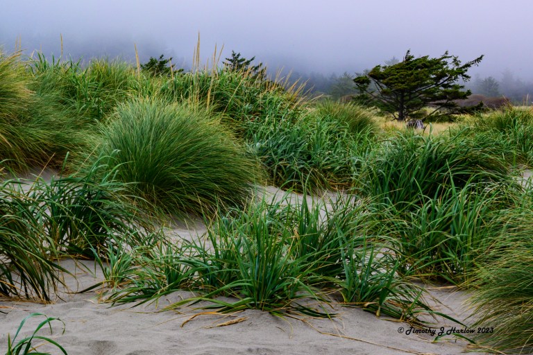 Cape Disappointment – Tim's Viewpoints & Visuals